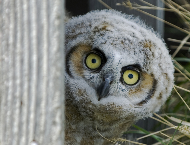 12 adorable animals playing hide and seek - Life Death Prizes