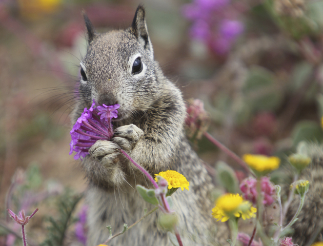 12 cute spring animals - Life Death Prizes