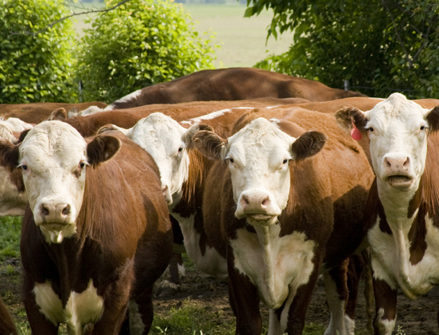 Who’s moo? A dummy’s guide to British cows - Life Death Prizes