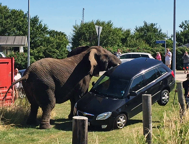 Elephant Vs Rhino An Angry Elephant Goes On The Rampage