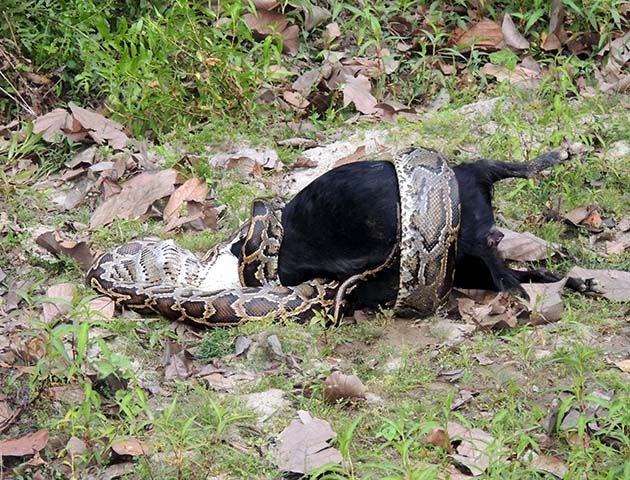 Why this goat-eating python is terrifying news