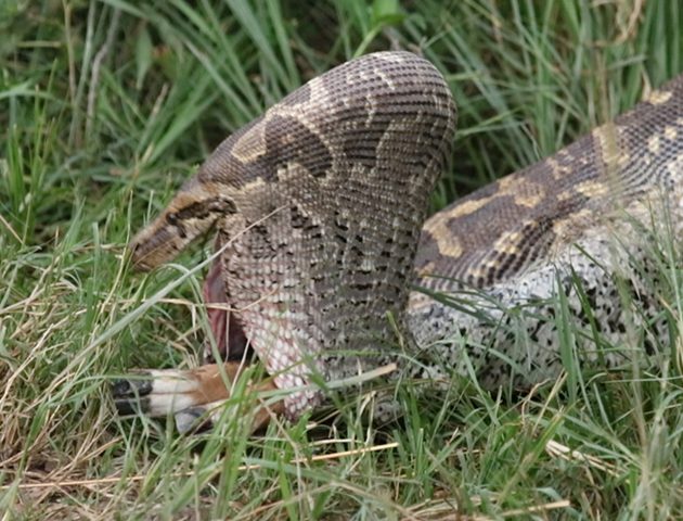 Rare footage of a python swallowing an impala whole
