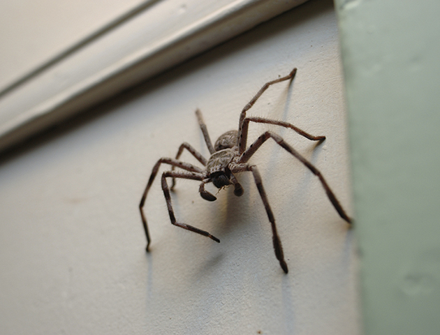 5 of the most terrifying spider catching fails ever