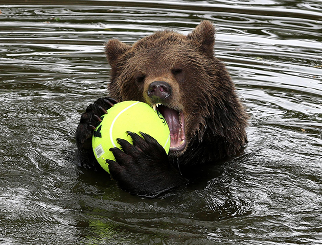 14 photos of animals having loads of fun with tennis balls