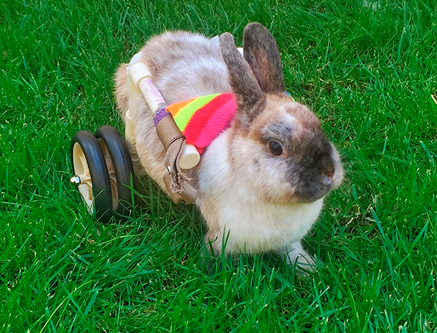 Rabbit with broken spine gets a wheelchair to help her hop around
