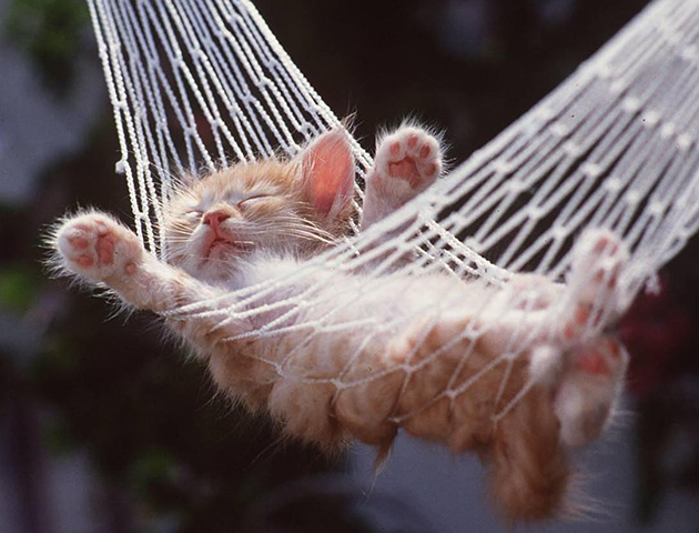 11 adorable summer animals who are so ready for the sunshine