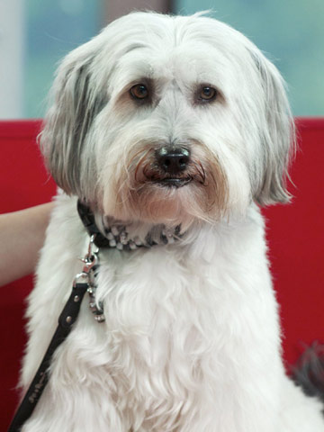 Britain's Got Talent winner Pudsey the dog gives us a sneak peek of his ...