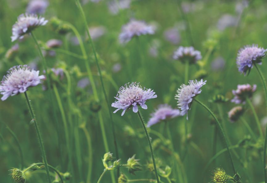 How to start a perennial meadow in 5 simple steps