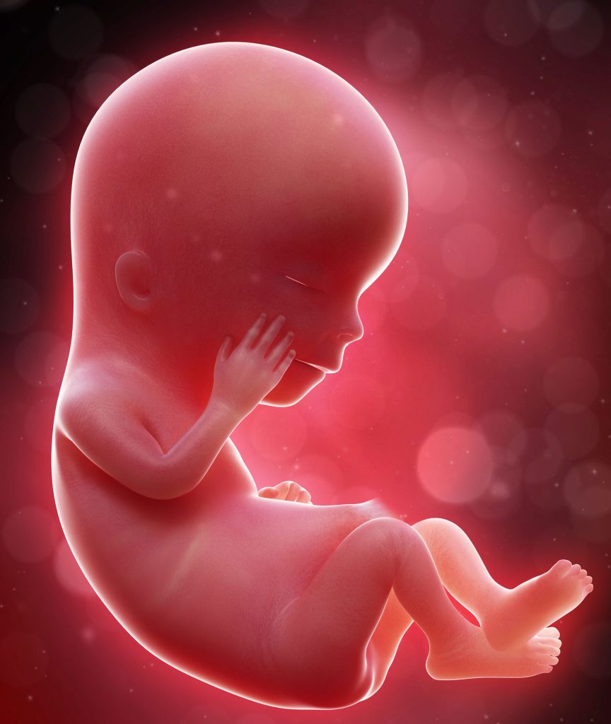 Moms Hub 12 Weeks Fetus Development