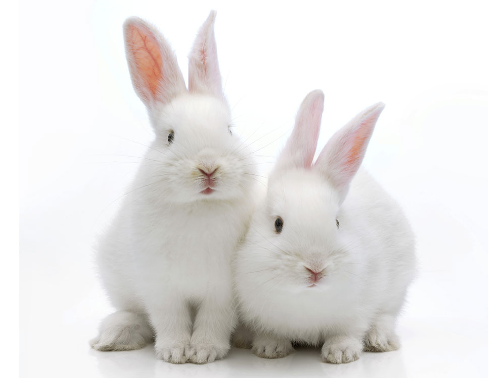 The UK’s First Bunny Spa Will Make All You Dreams Come True | Look