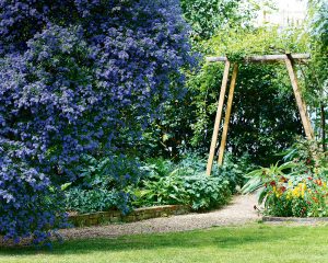 How to plant a fragrant garden – five plants for year-long aromatic ...